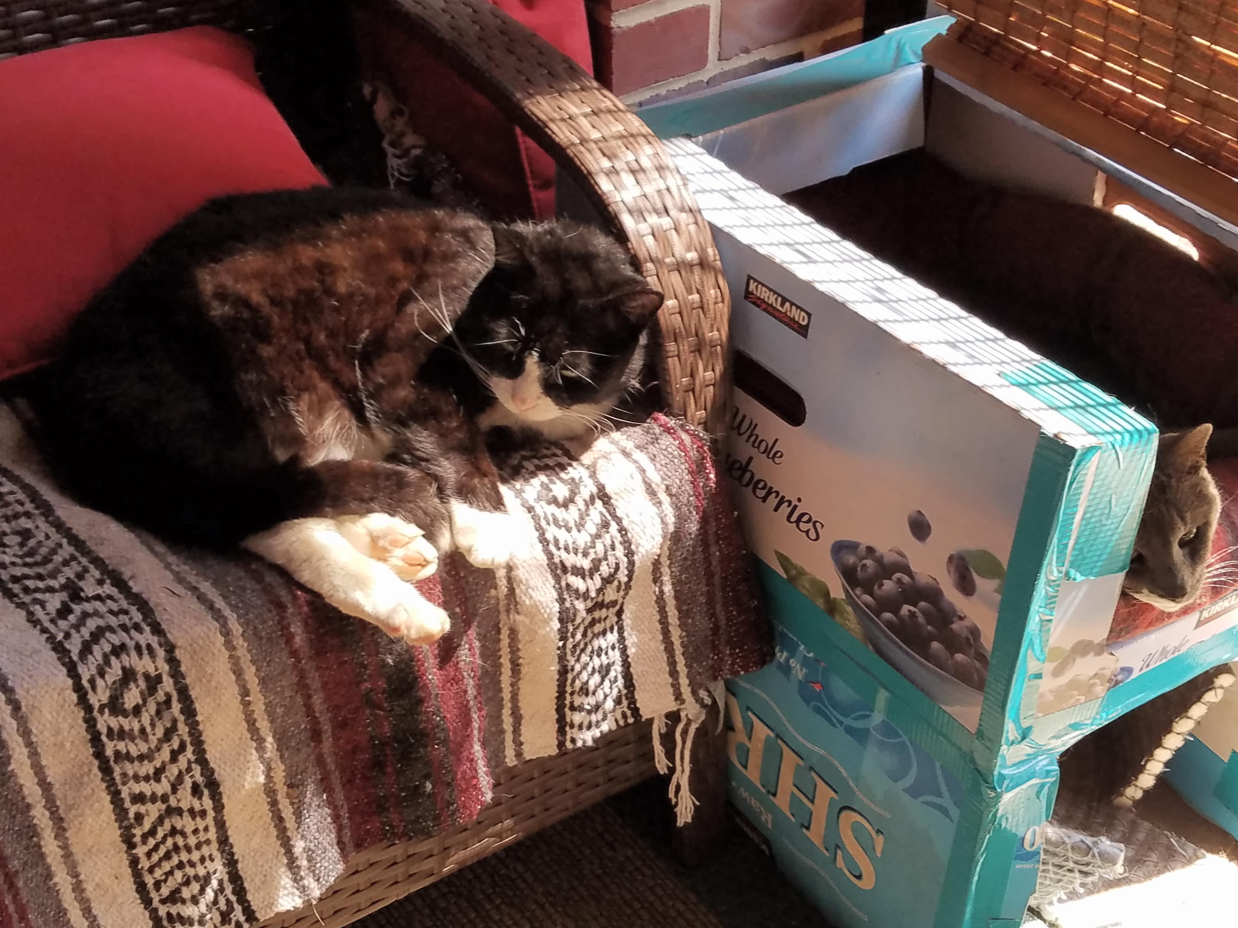 Shoo! – Daily Feline Wisdom