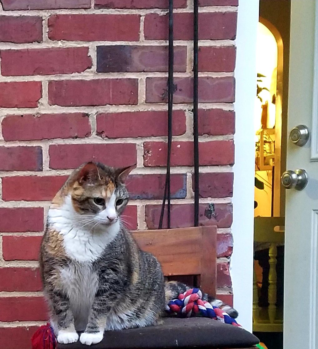 Retracing one’s steps – Daily Feline Wisdom