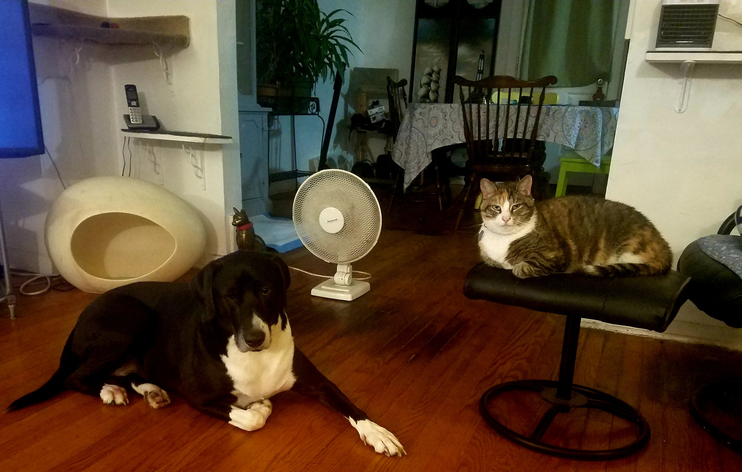 Cavalry – Daily Feline Wisdom