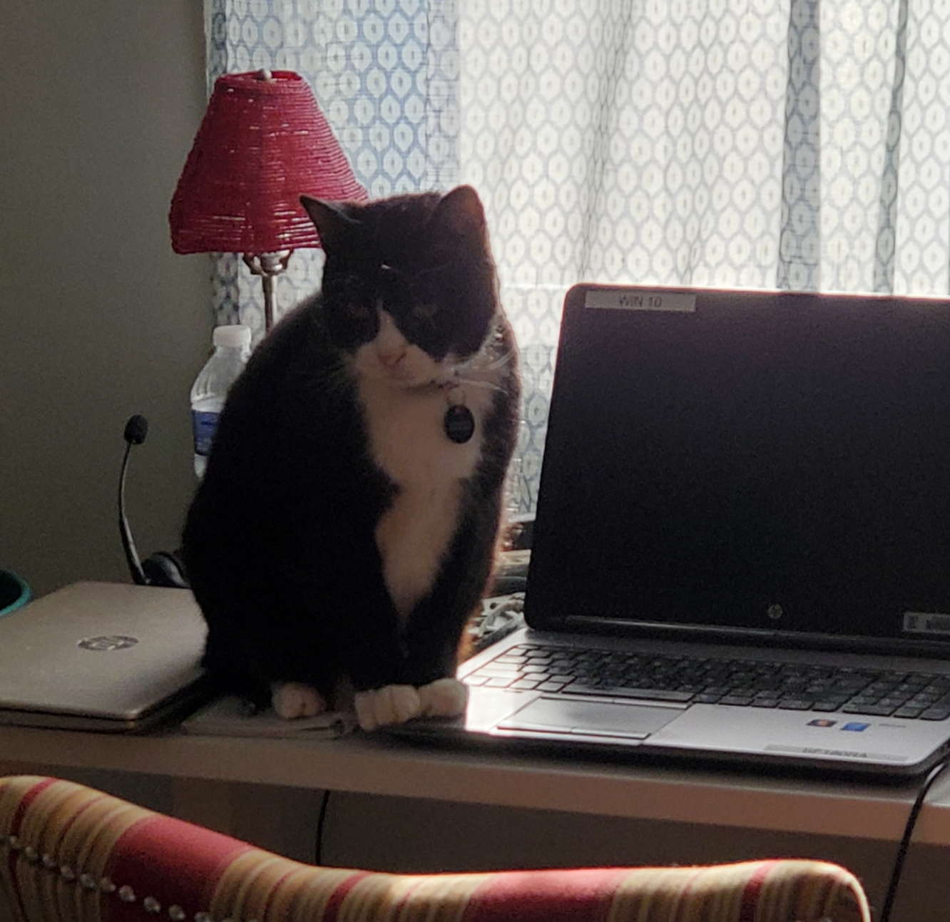 Work from Home – Daily Feline Wisdom