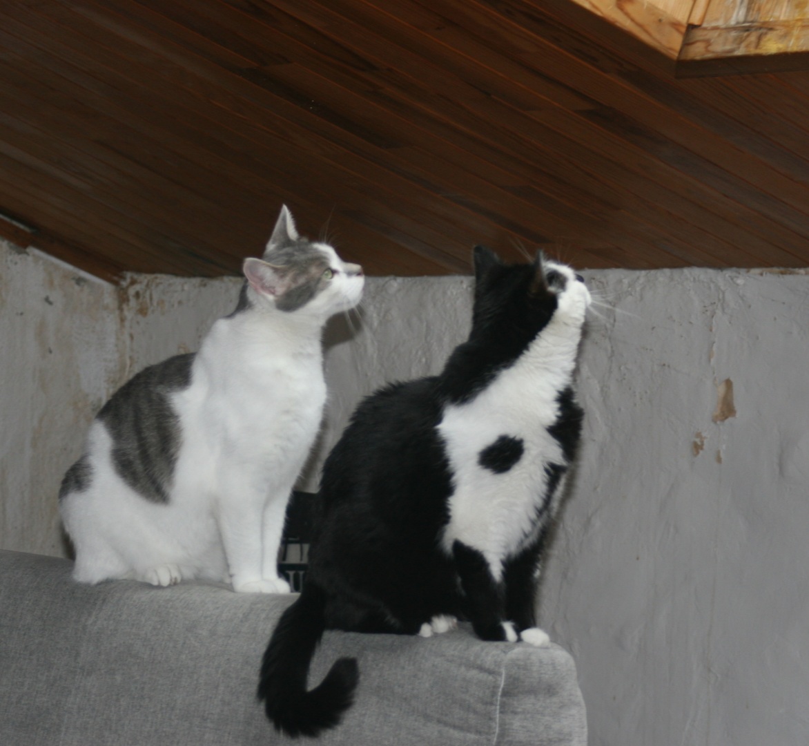 Pesky Pigeons! – Daily Feline Wisdom