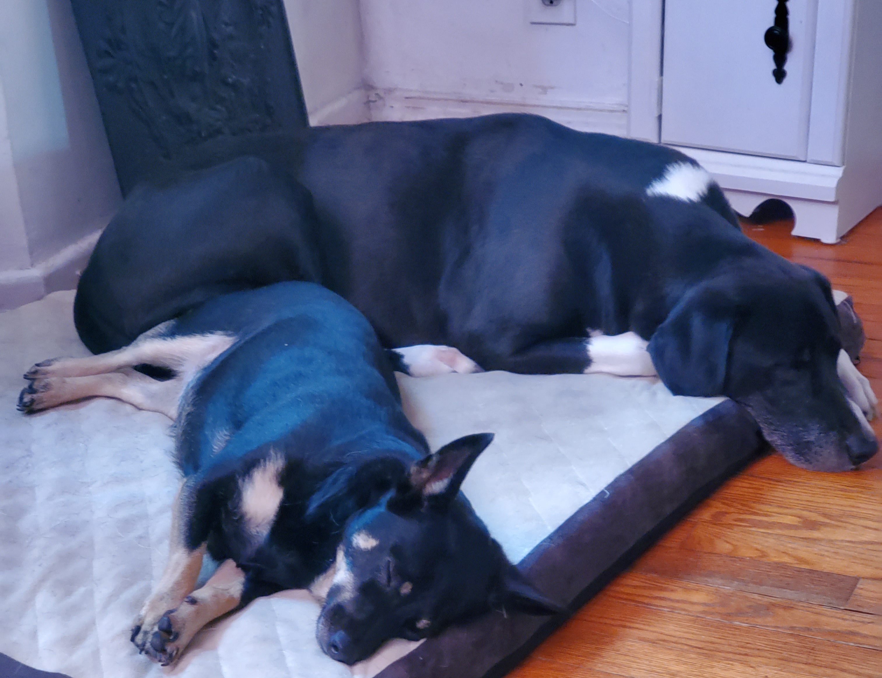 Napping Spots – Daily Feline Wisdom