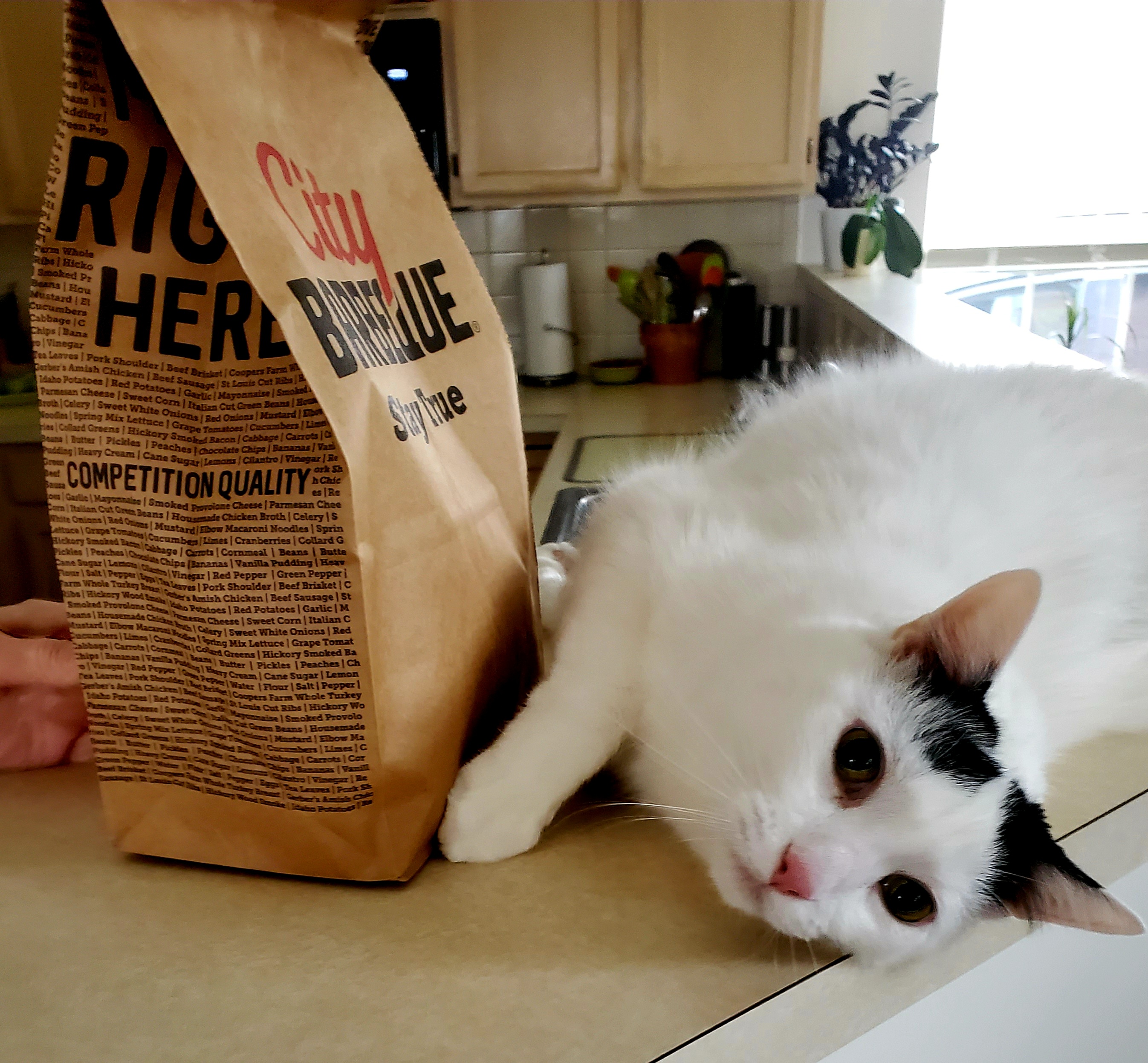 Fill it up! – Daily Feline Wisdom