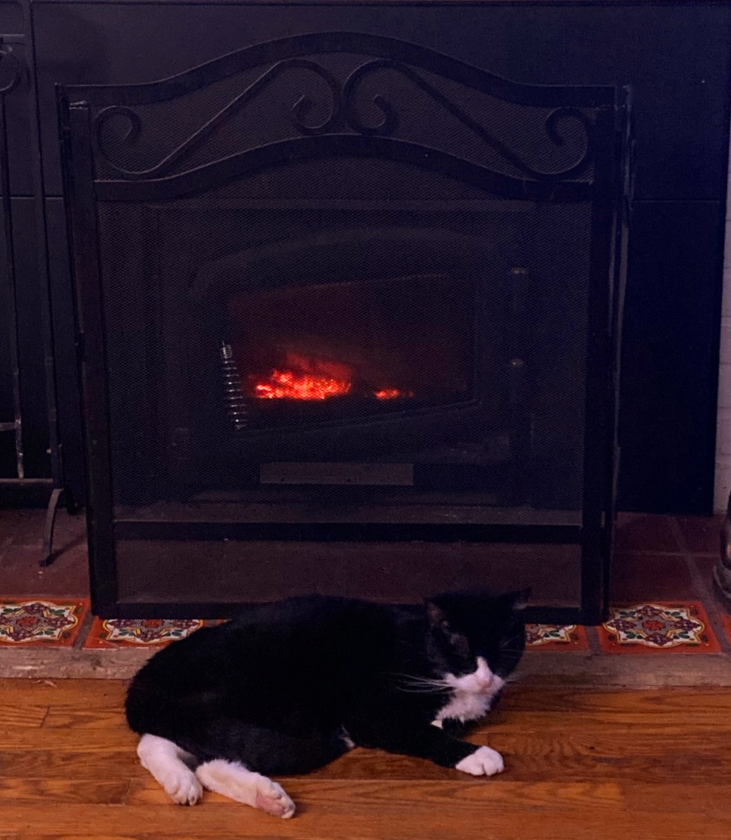 Toasty – Daily Feline Wisdom