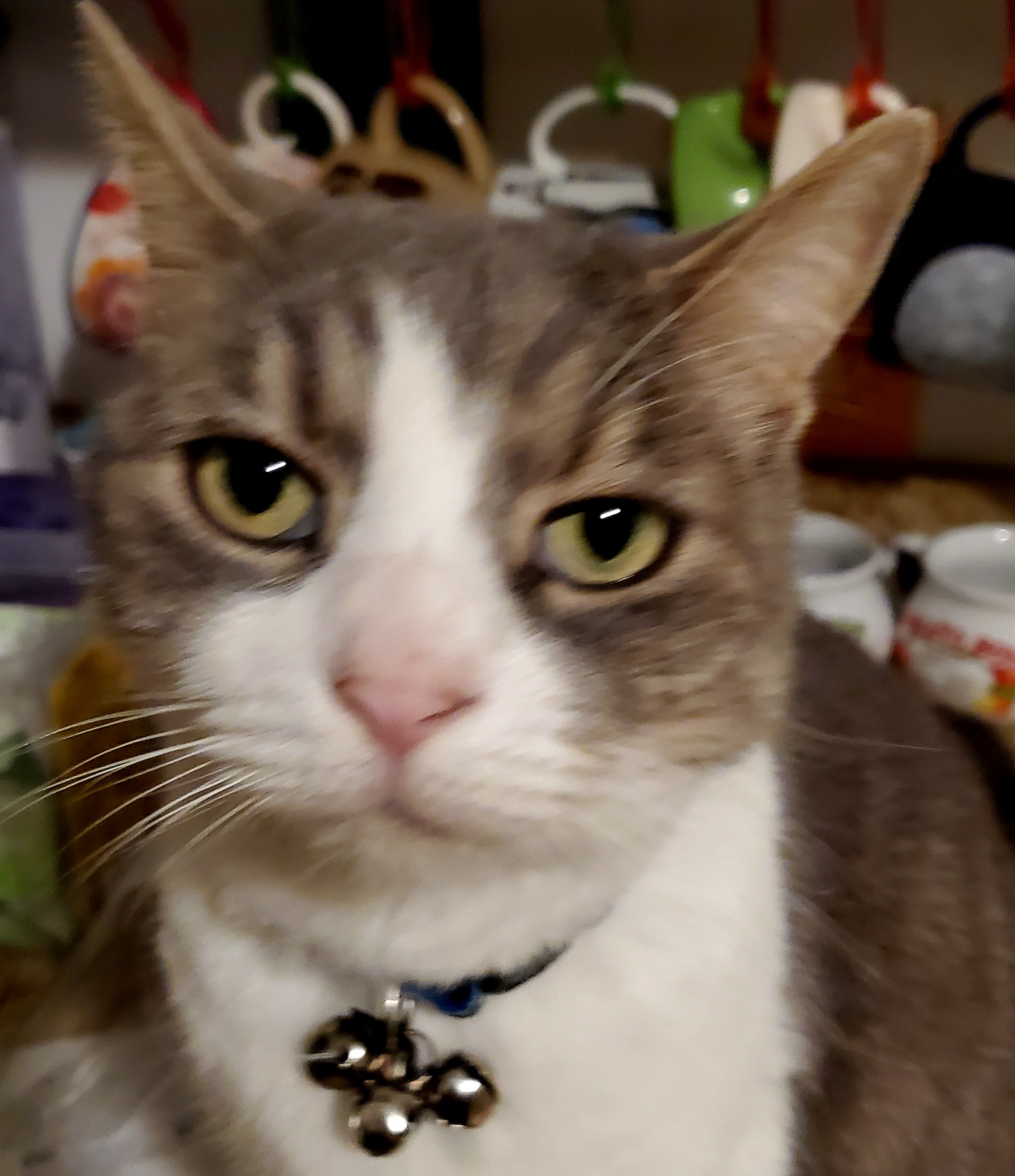 Belle of the Bells – Daily Feline Wisdom