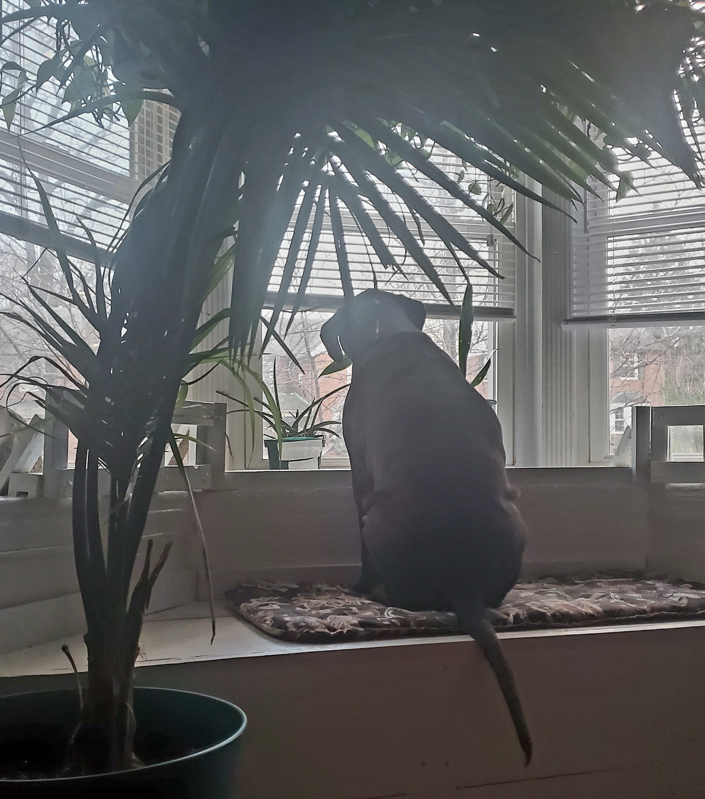 Best Windowseat – Daily Feline Wisdom