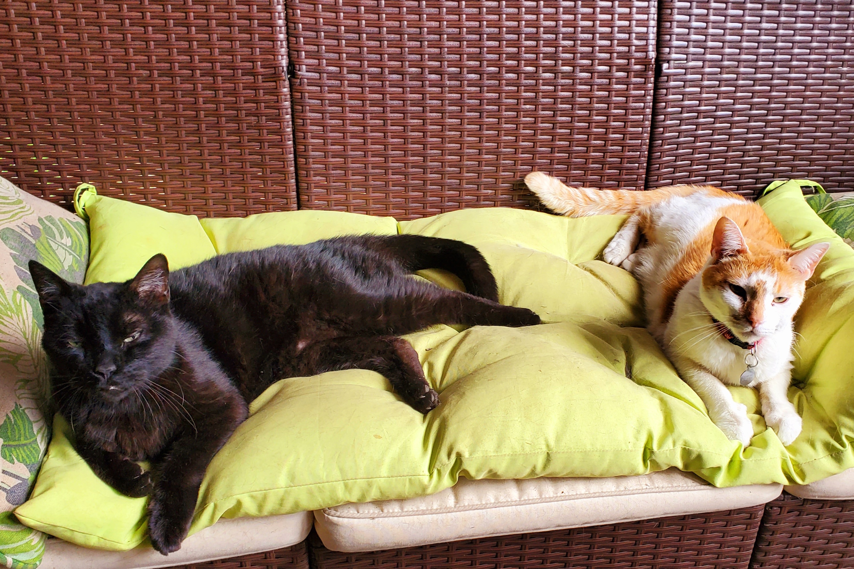 Club Season – Daily Feline and Canine Wisdom