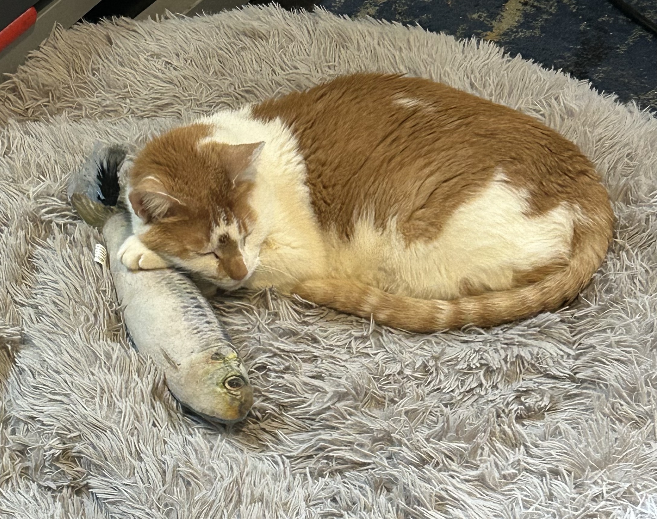 My Fish – Daily Feline Wisdom