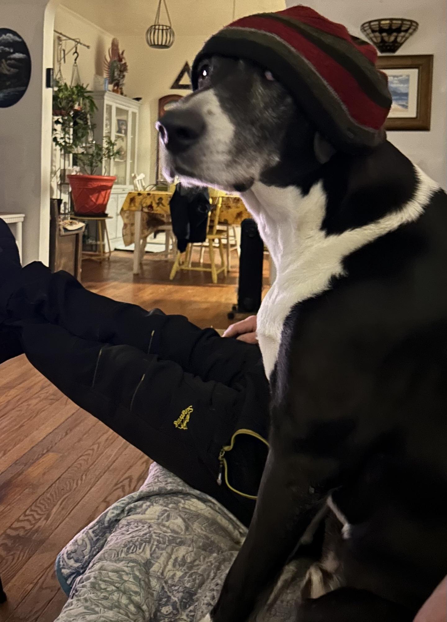 Hat – Daily Feline Wisdom