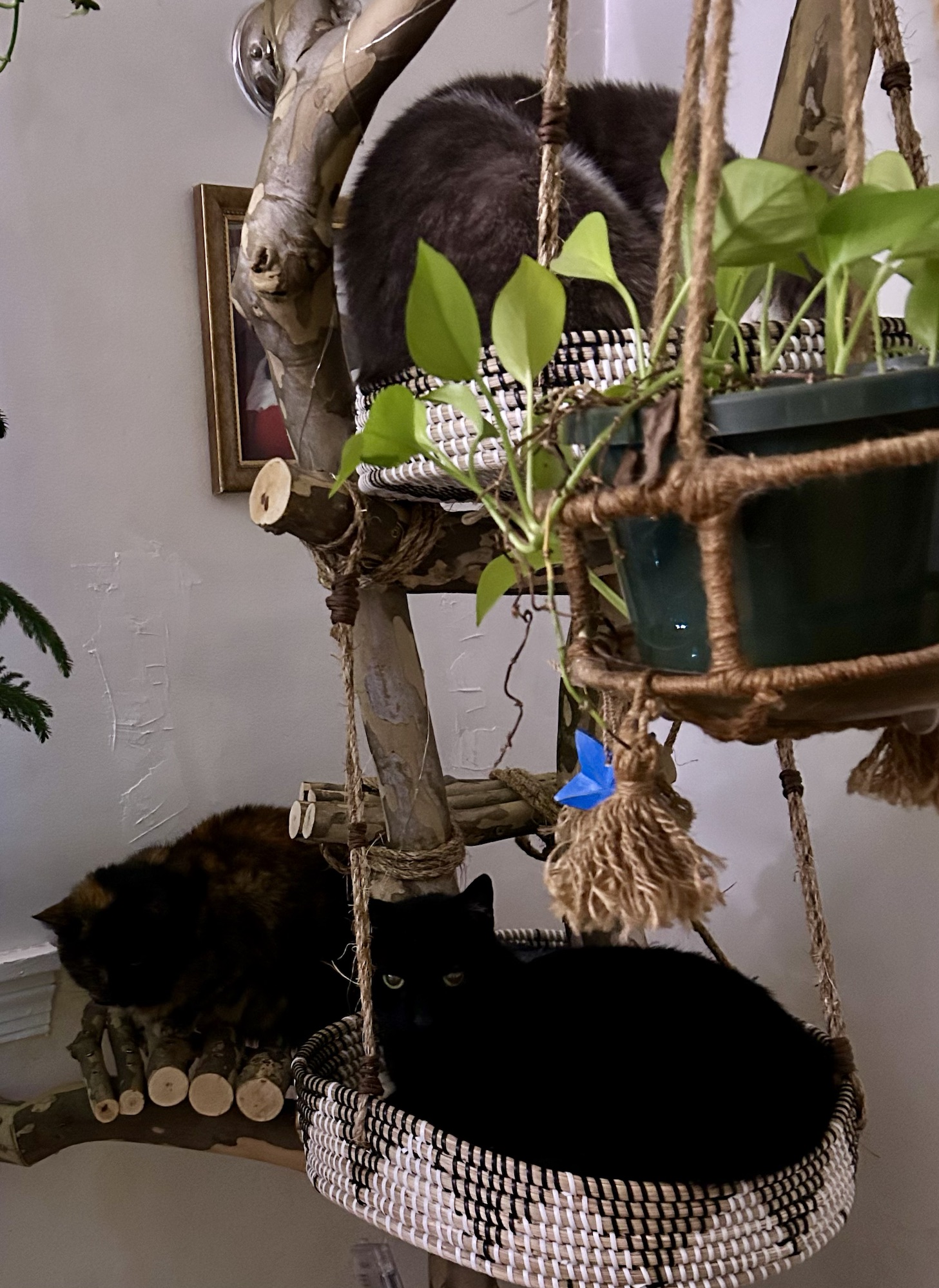 Trifecta – Daily Feline Wisdom