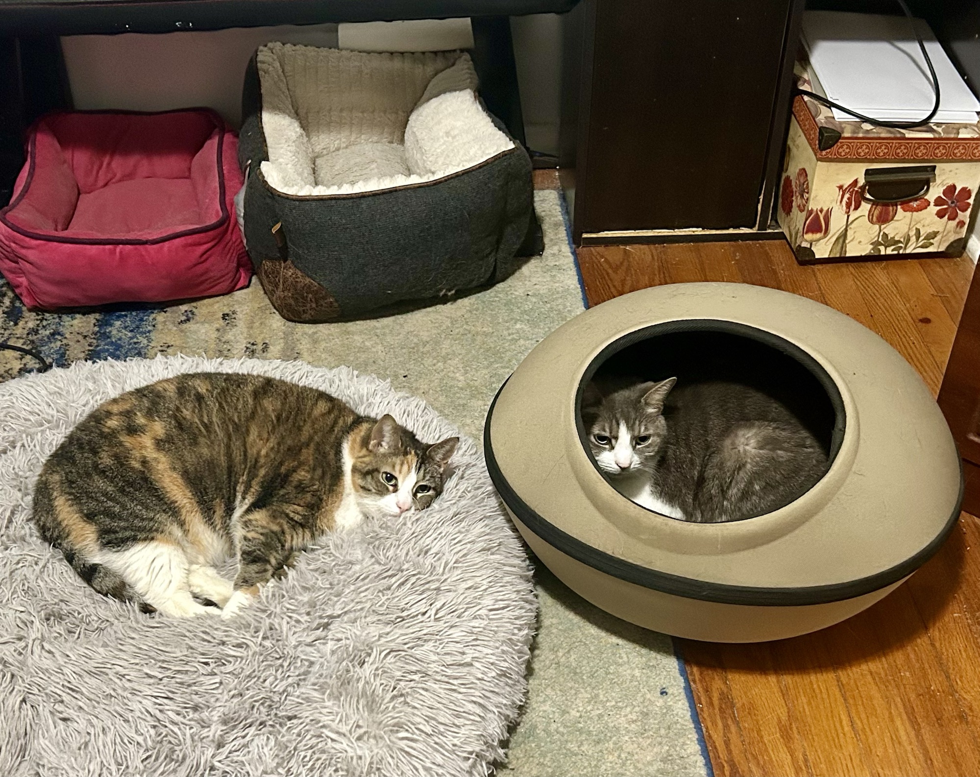Napping Spots – Daily Feline Wisdom