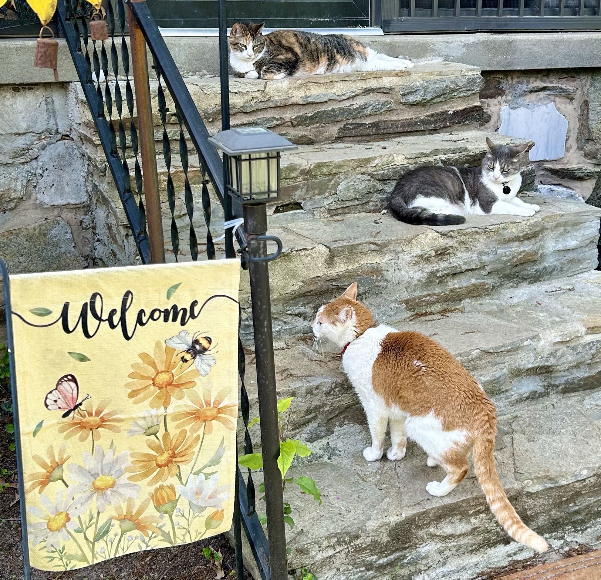 Toll – Daily Feline Wisdom