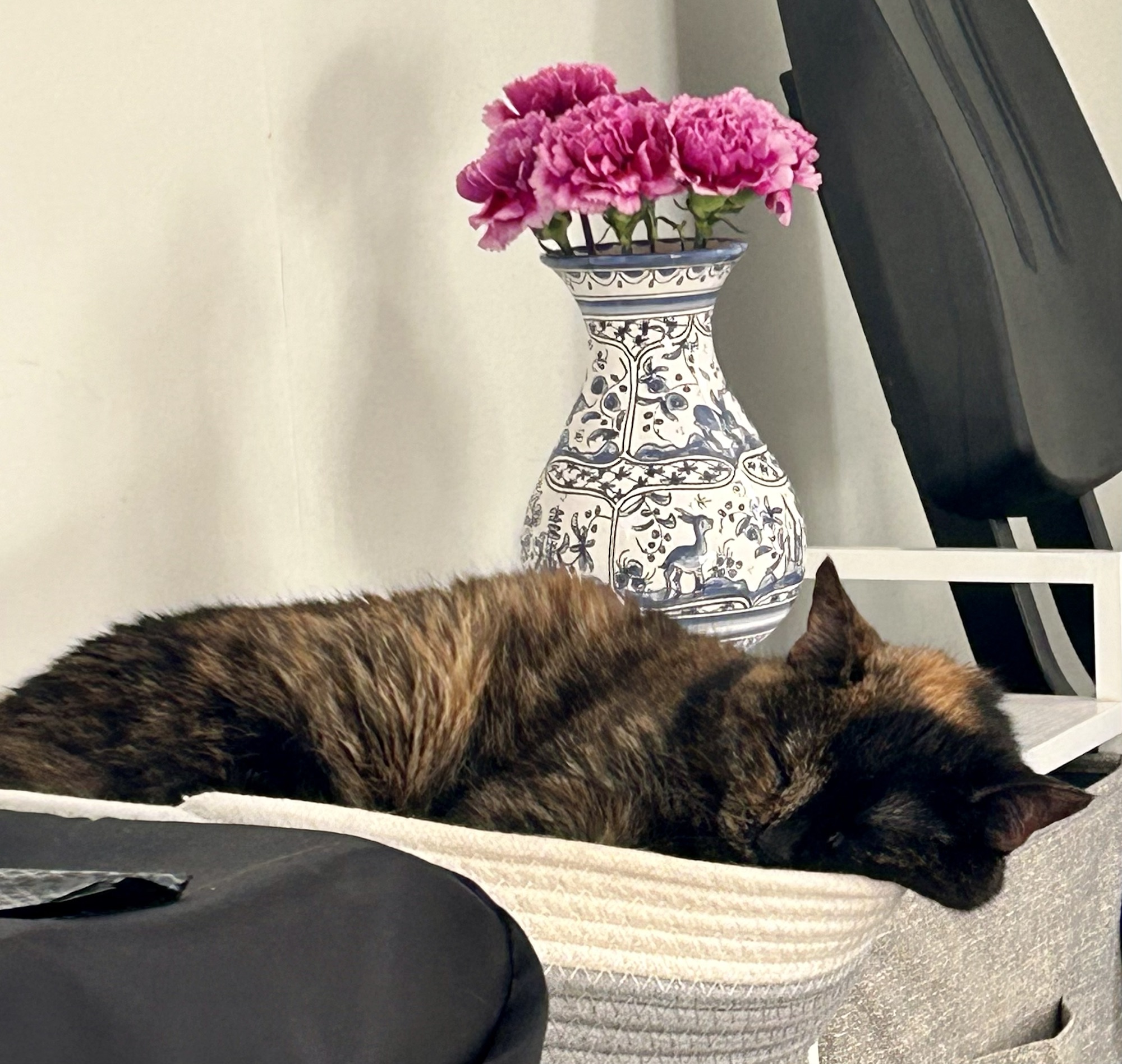 Dean – Daily Feline Wisdom