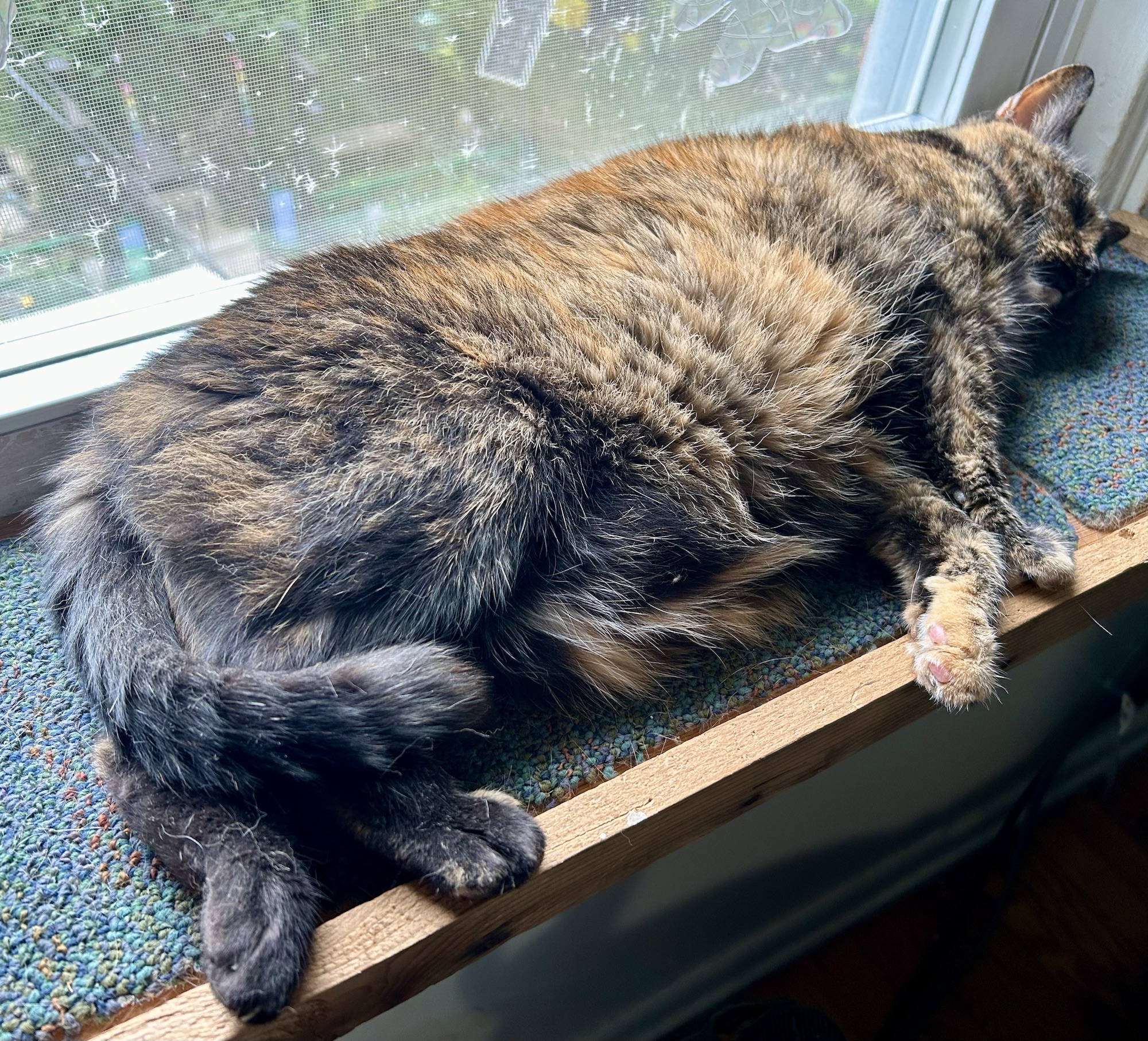 Humidity – Daily Feline Wisdom