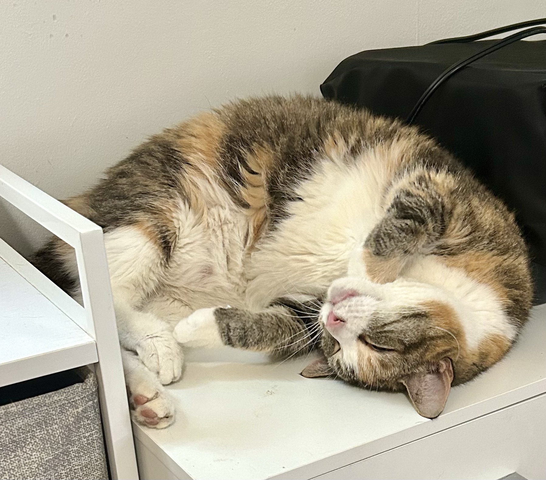 Upside Down Head Nap – Daily Feline Wisdom