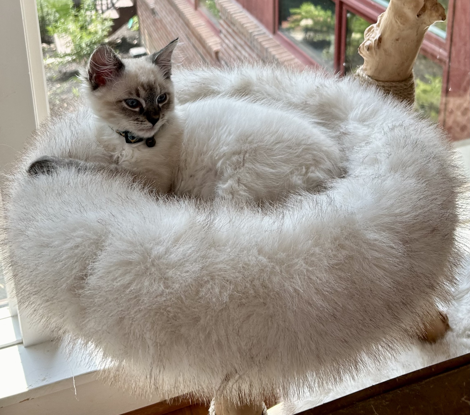 Itsy-bitsy Kitty – Daily Feline Wisdom