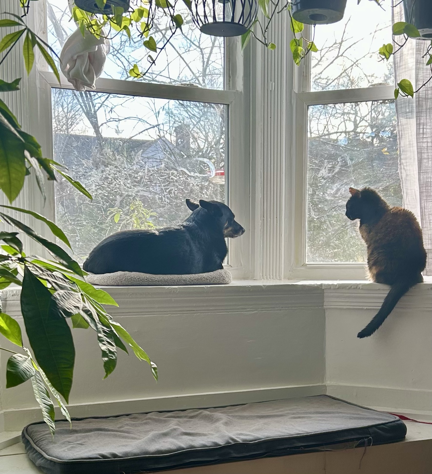 Binge Watching – Daily Feline Wisdom