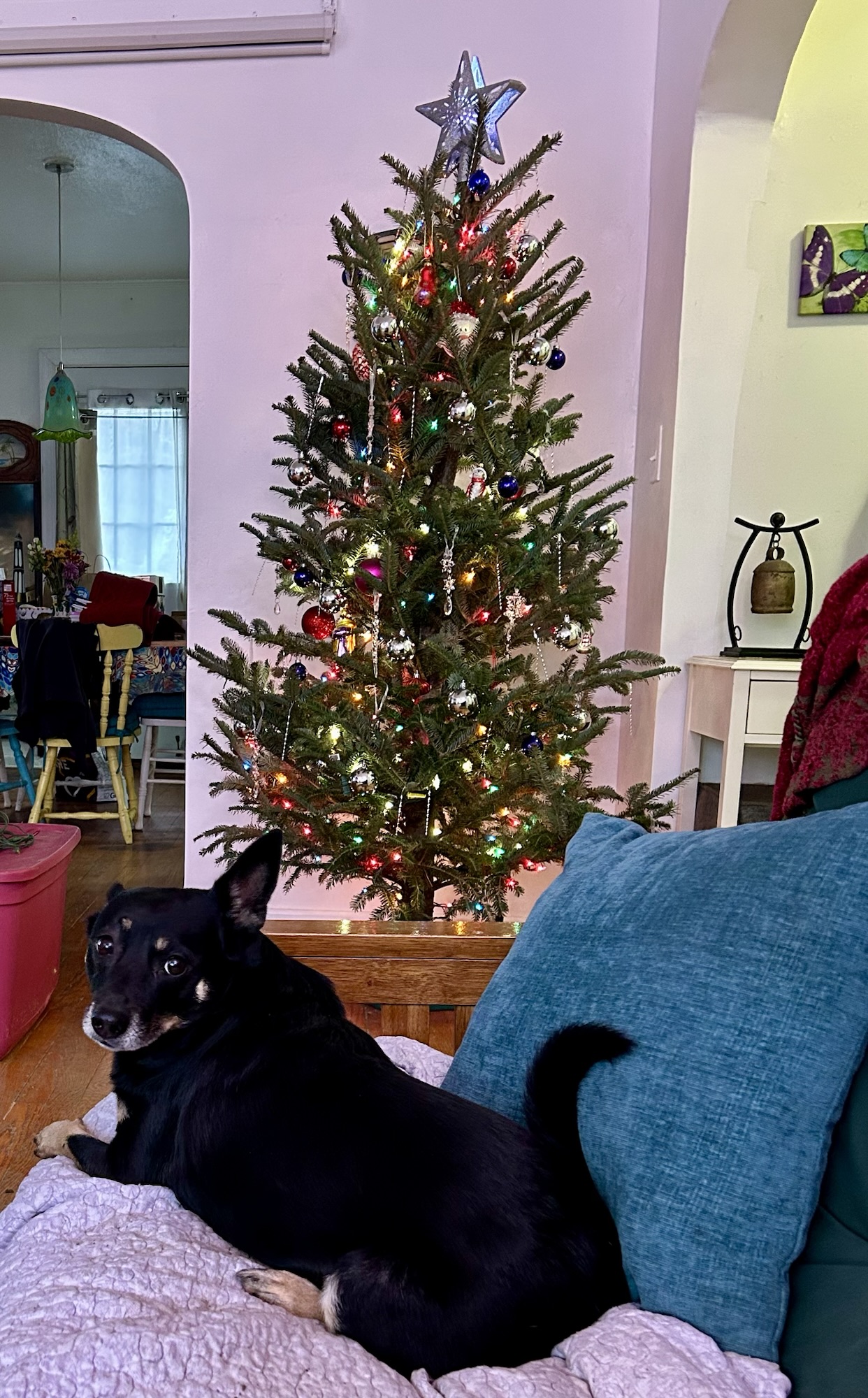 Woofy Dogsmas! – Daily Feline Wisdom