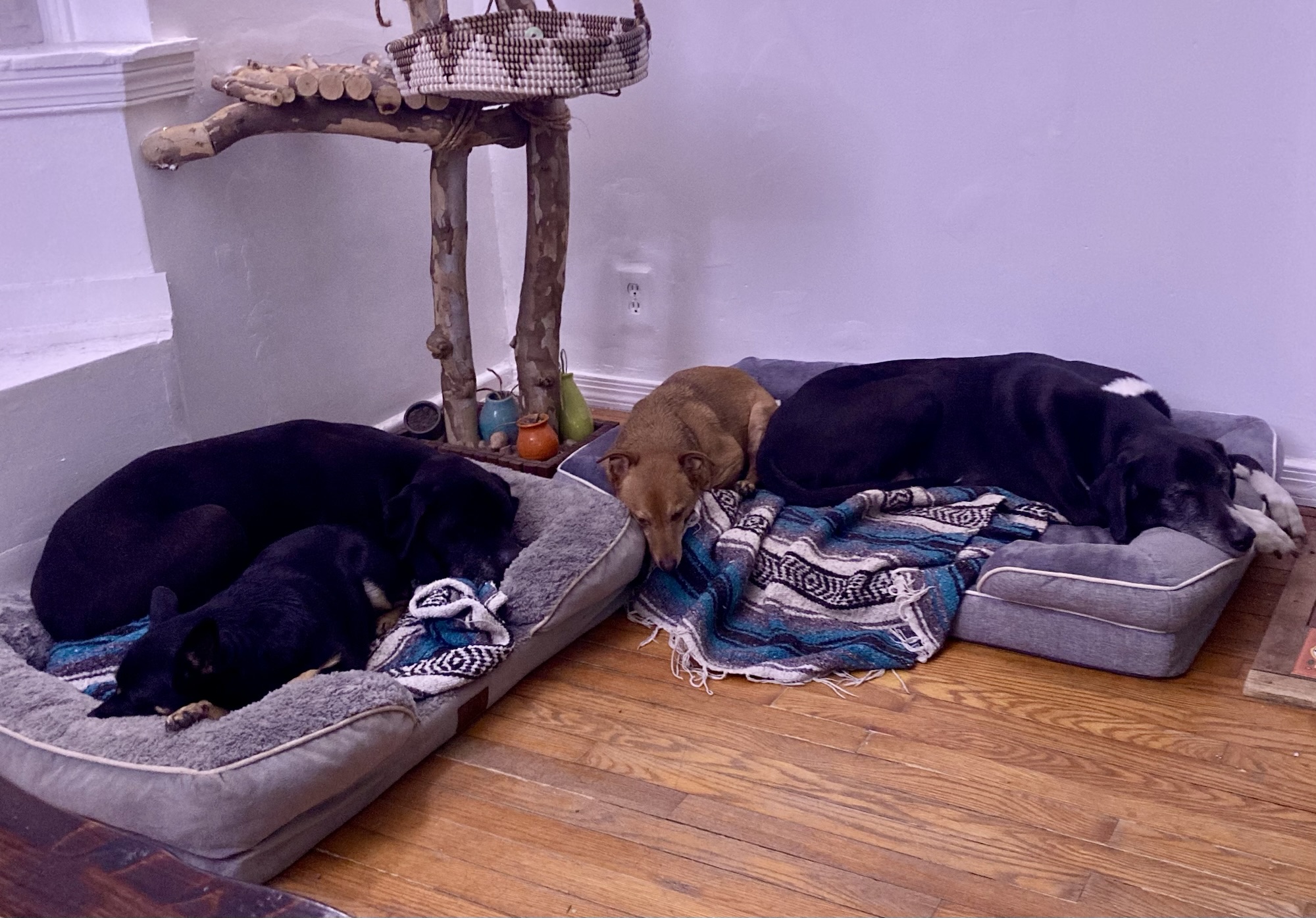 Separation – Daily Feline Wisdom