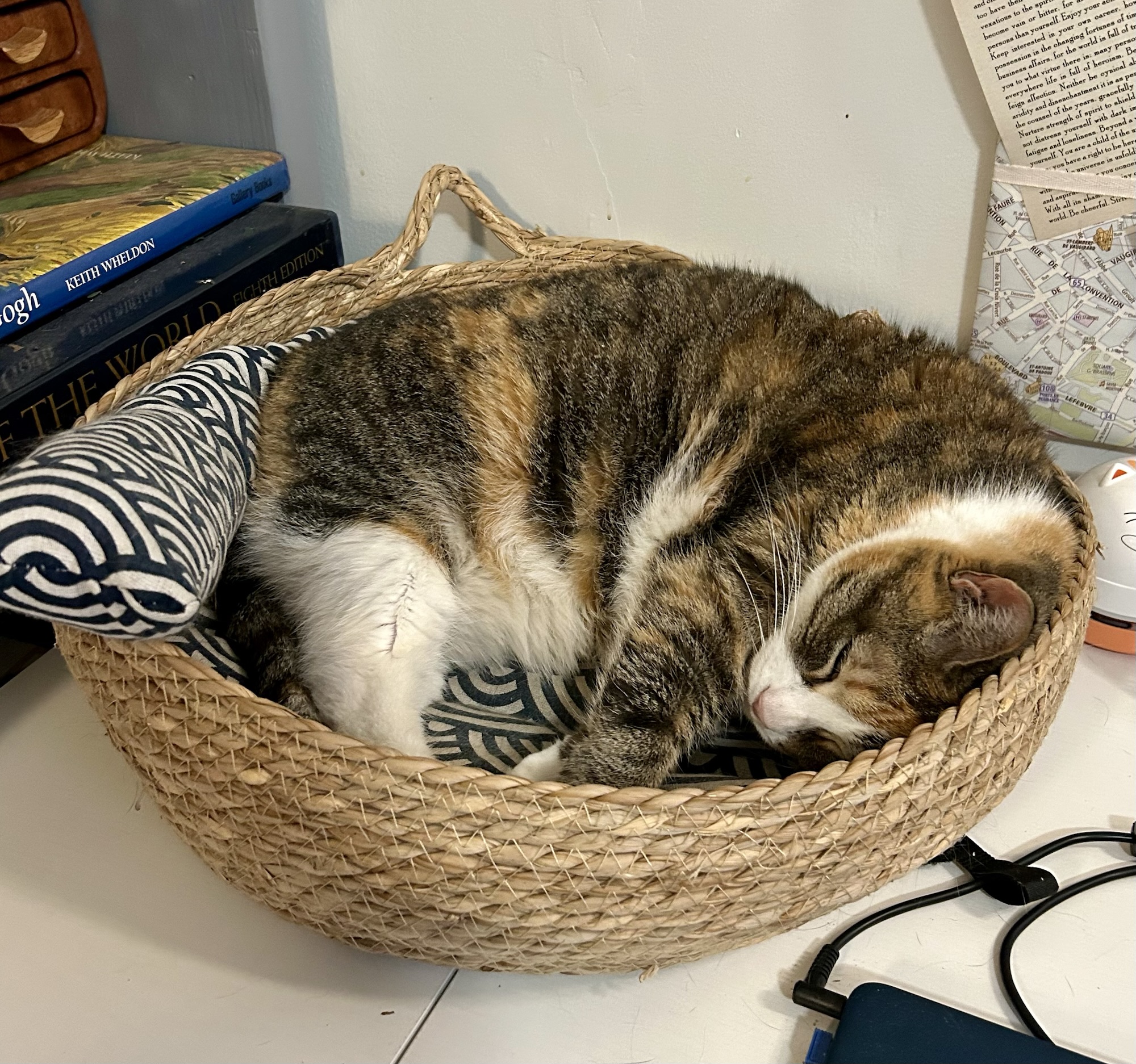 Boring – Daily Feline Wisdom