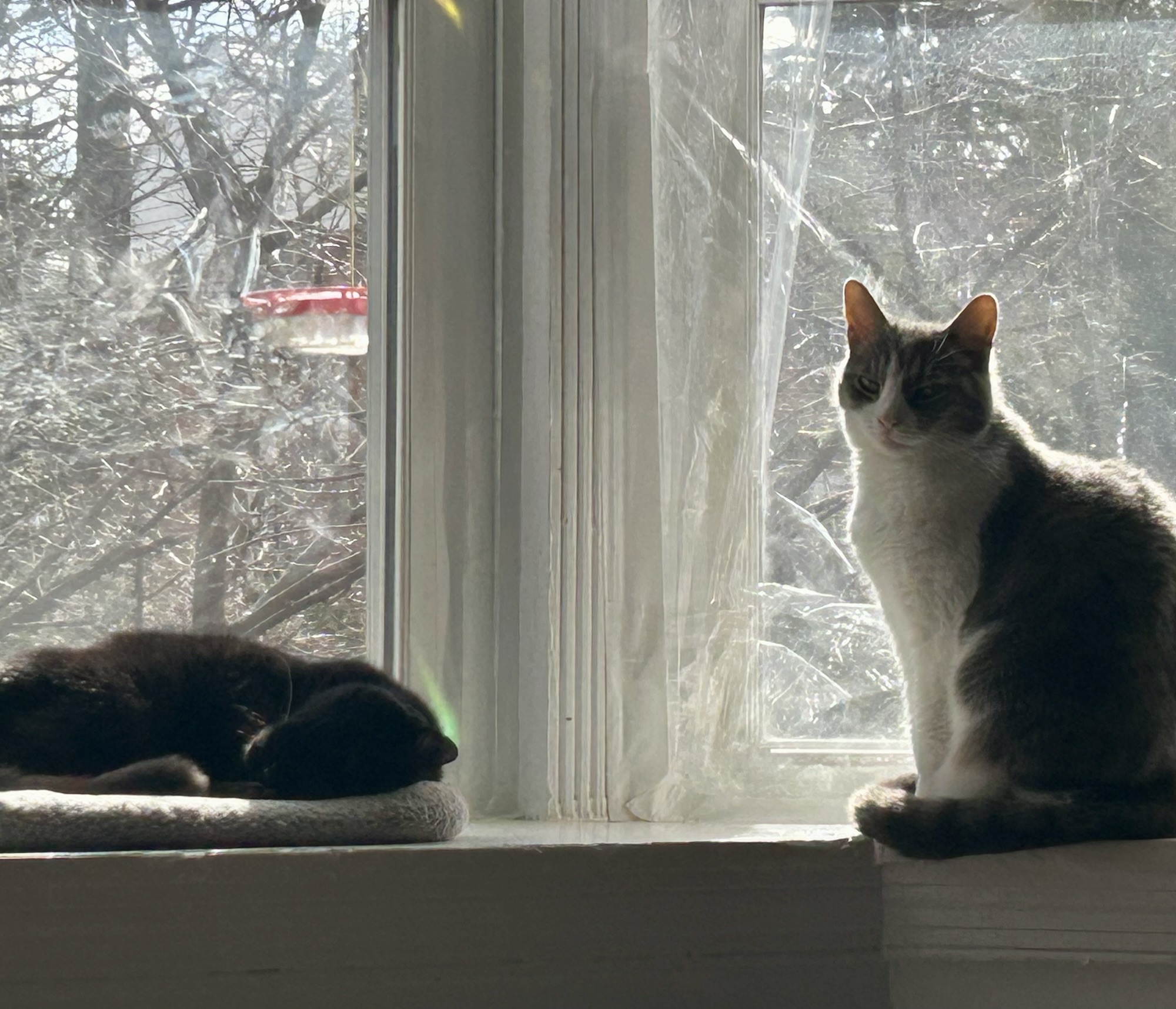 Guard Catting – Daily Feline Wisdom