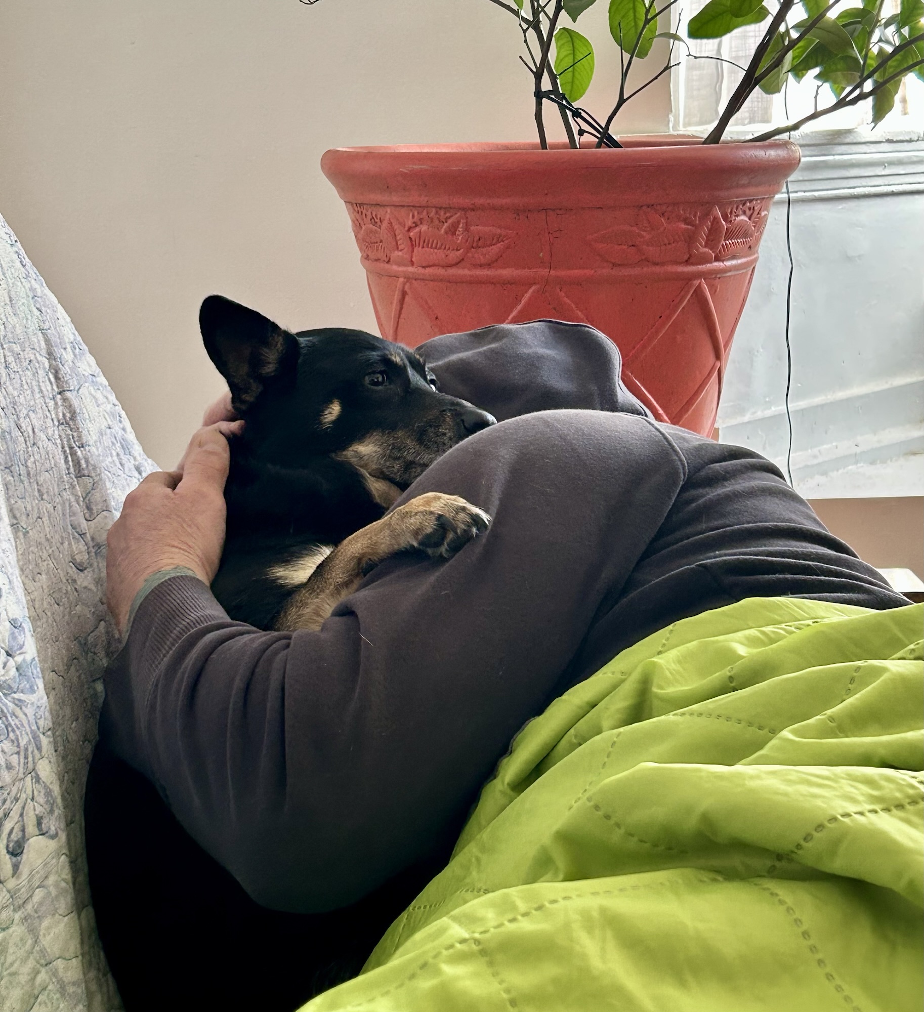 Cuddle Time – Daily Feline Wisdom