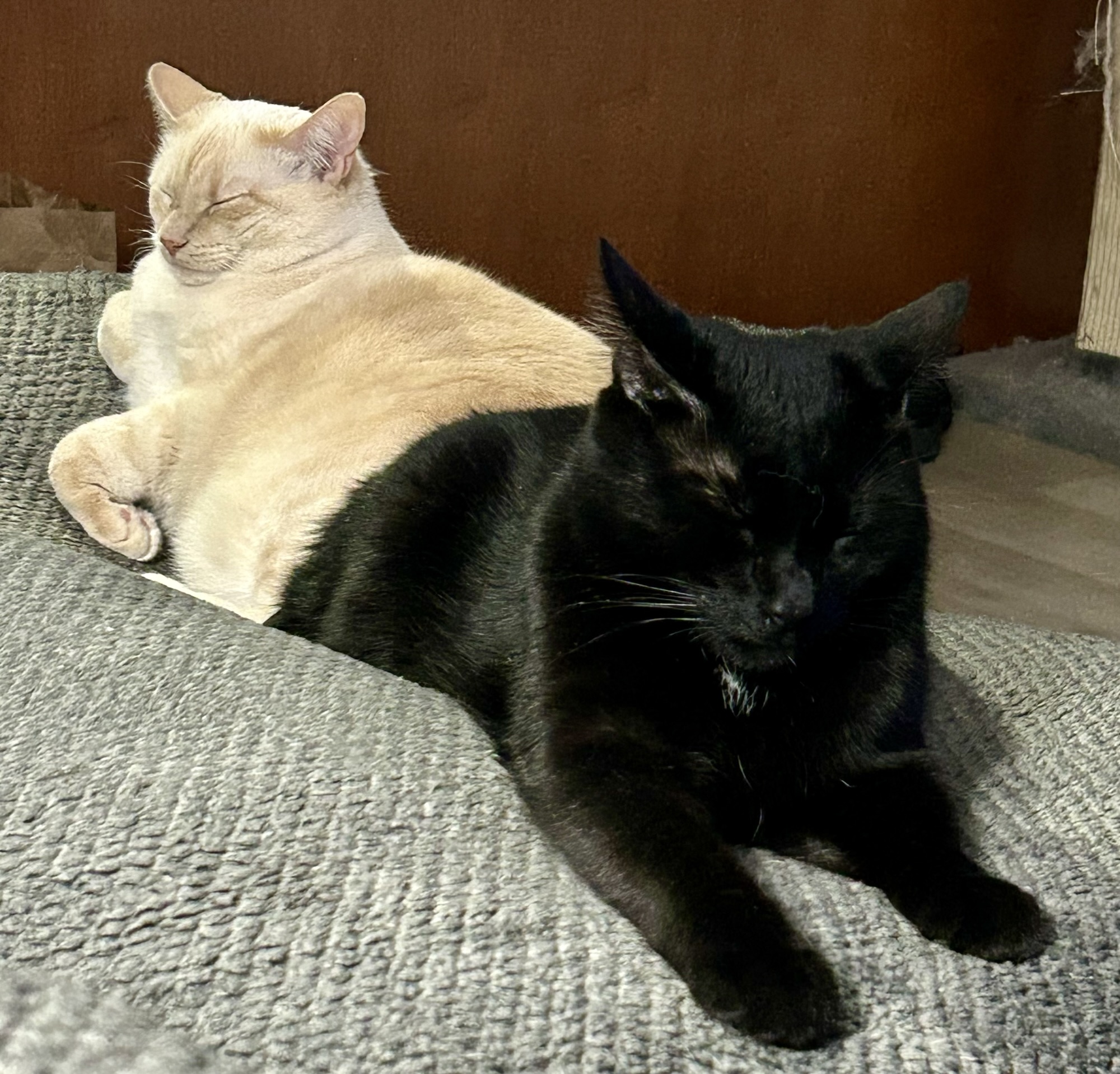 Two-headed – Daily Feline and Canine Wisdom