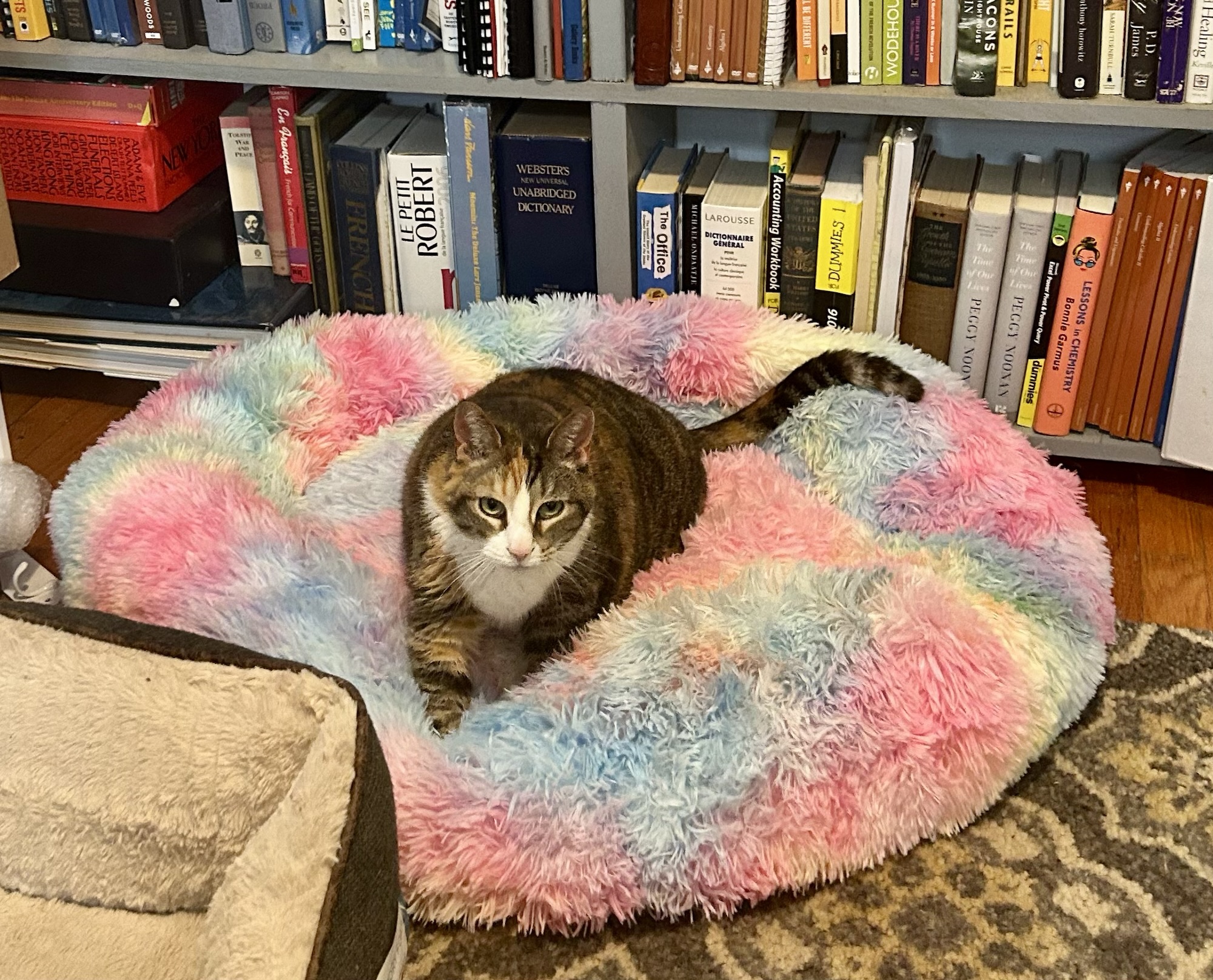 New Rainbow Donut – Daily Feline Wisdom