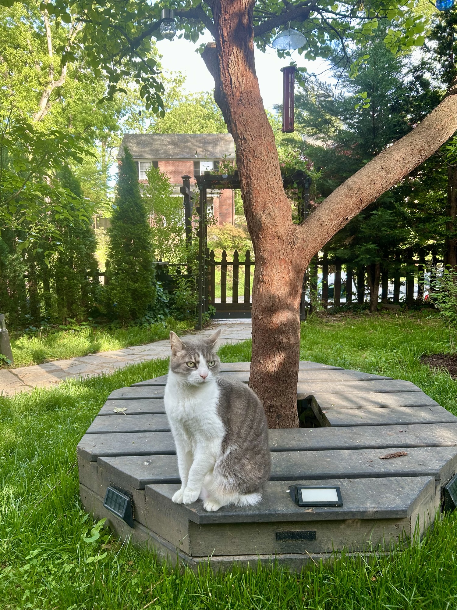 Suspicious – Daily Feline Wisdom