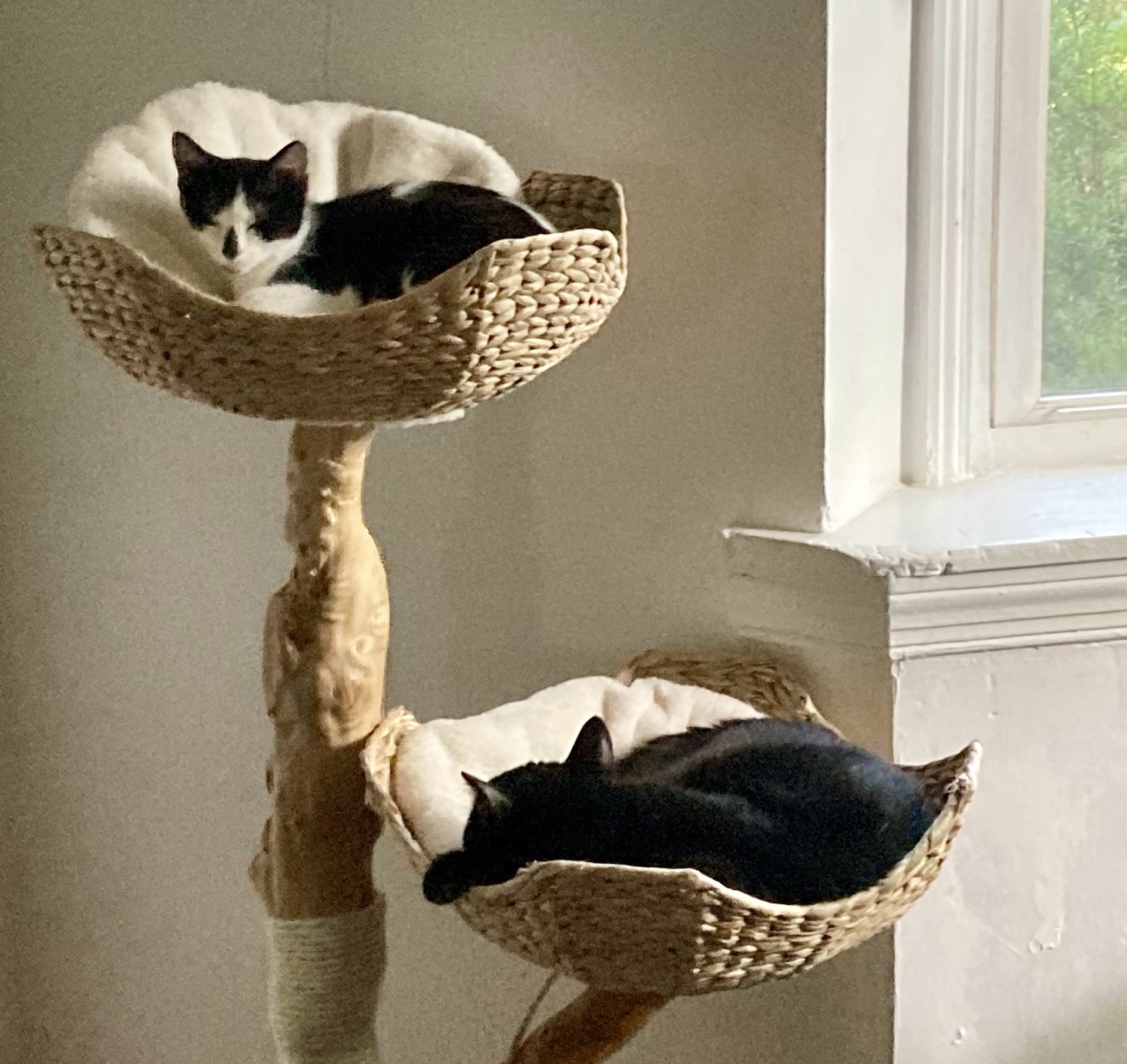 Acceptance – Daily Feline Wisdom