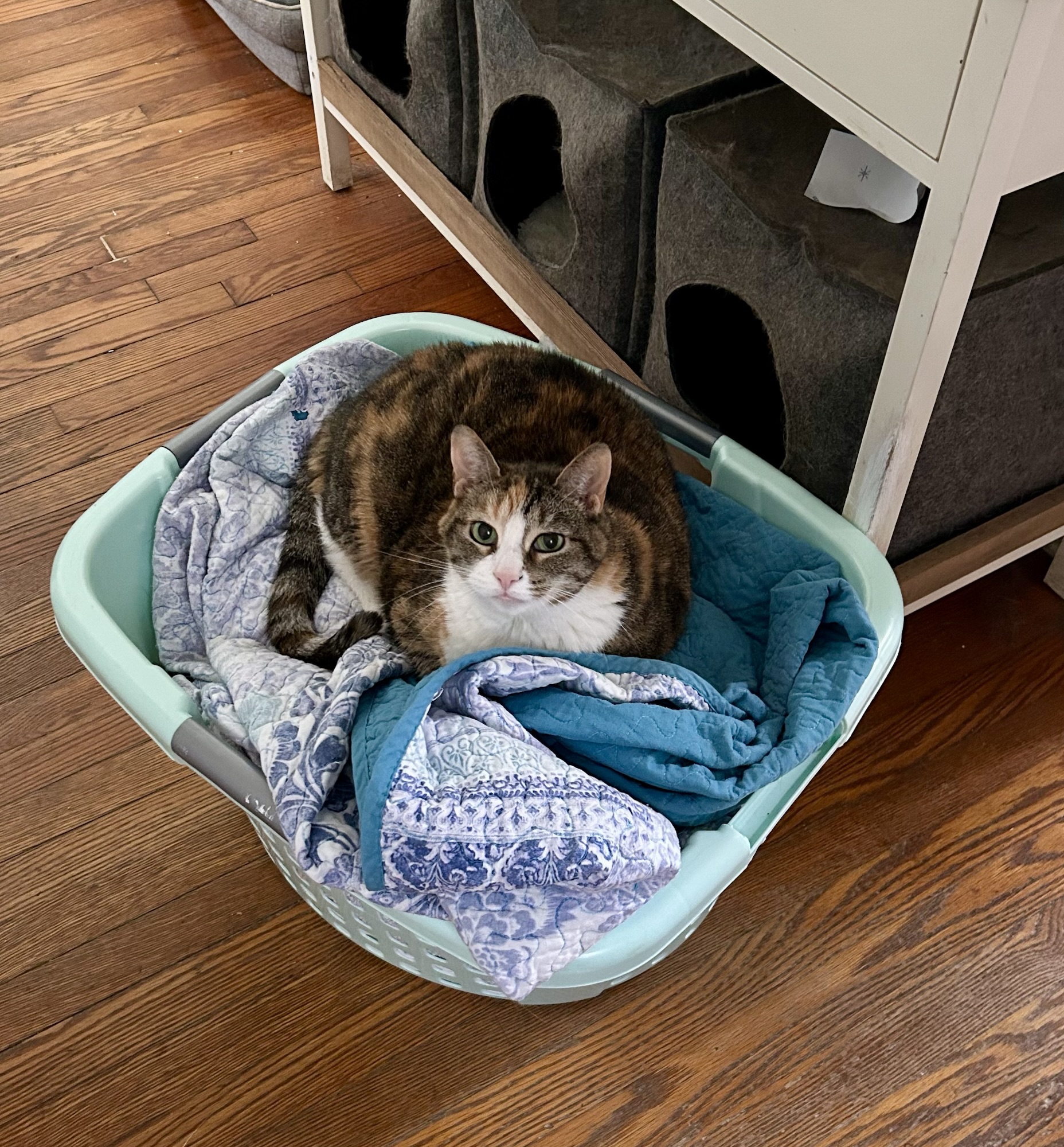 Lackadaisical – Daily Feline and Canine Wisdom