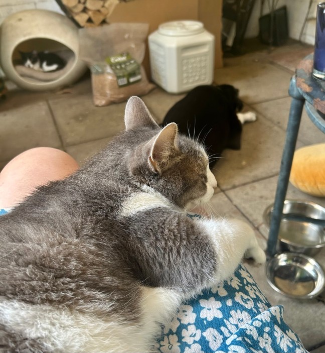 Stages of Forgiveness – Daily Feline Wisdom