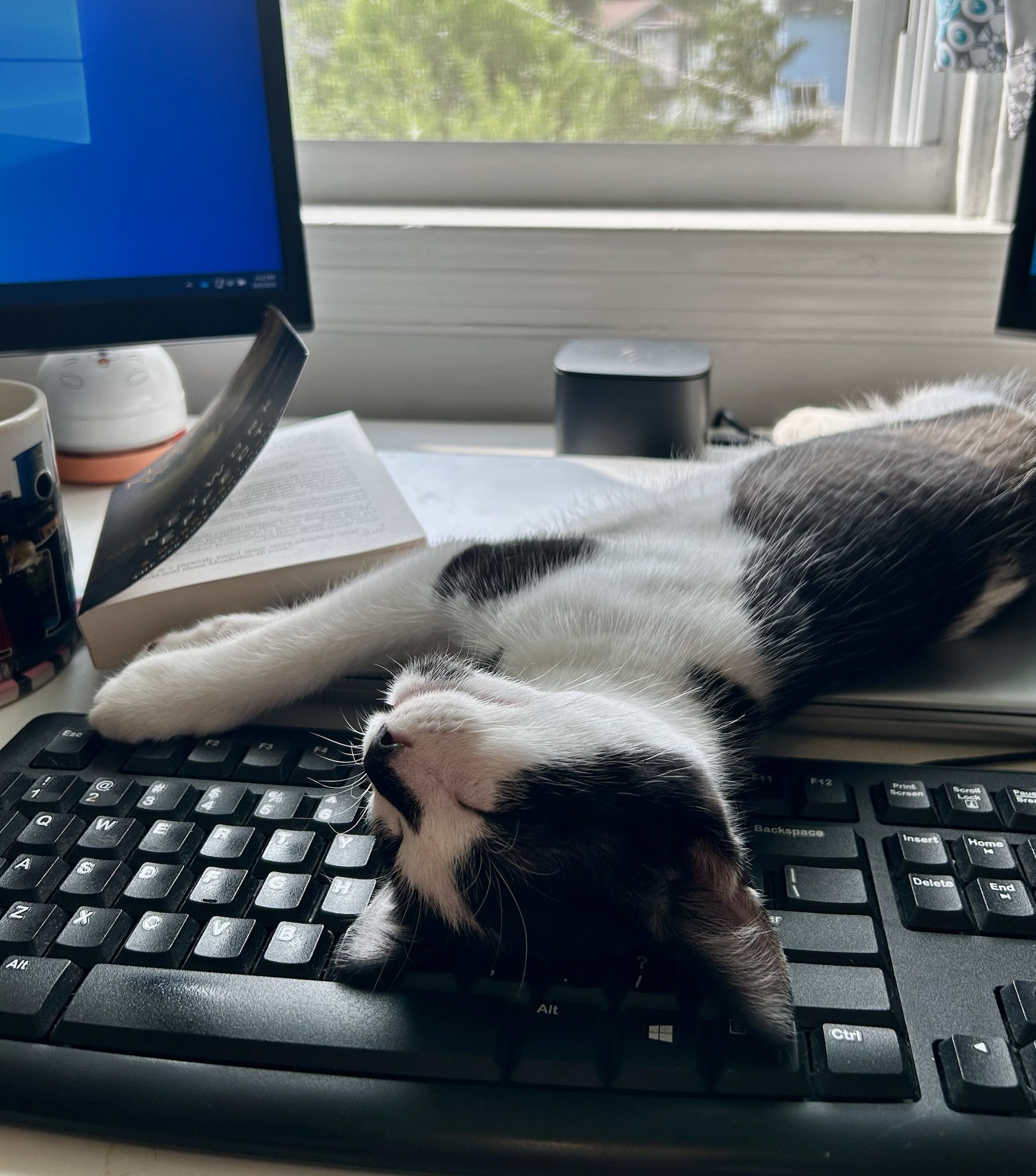 Don’t Overdo It – Daily Feline and Canine Wisdom