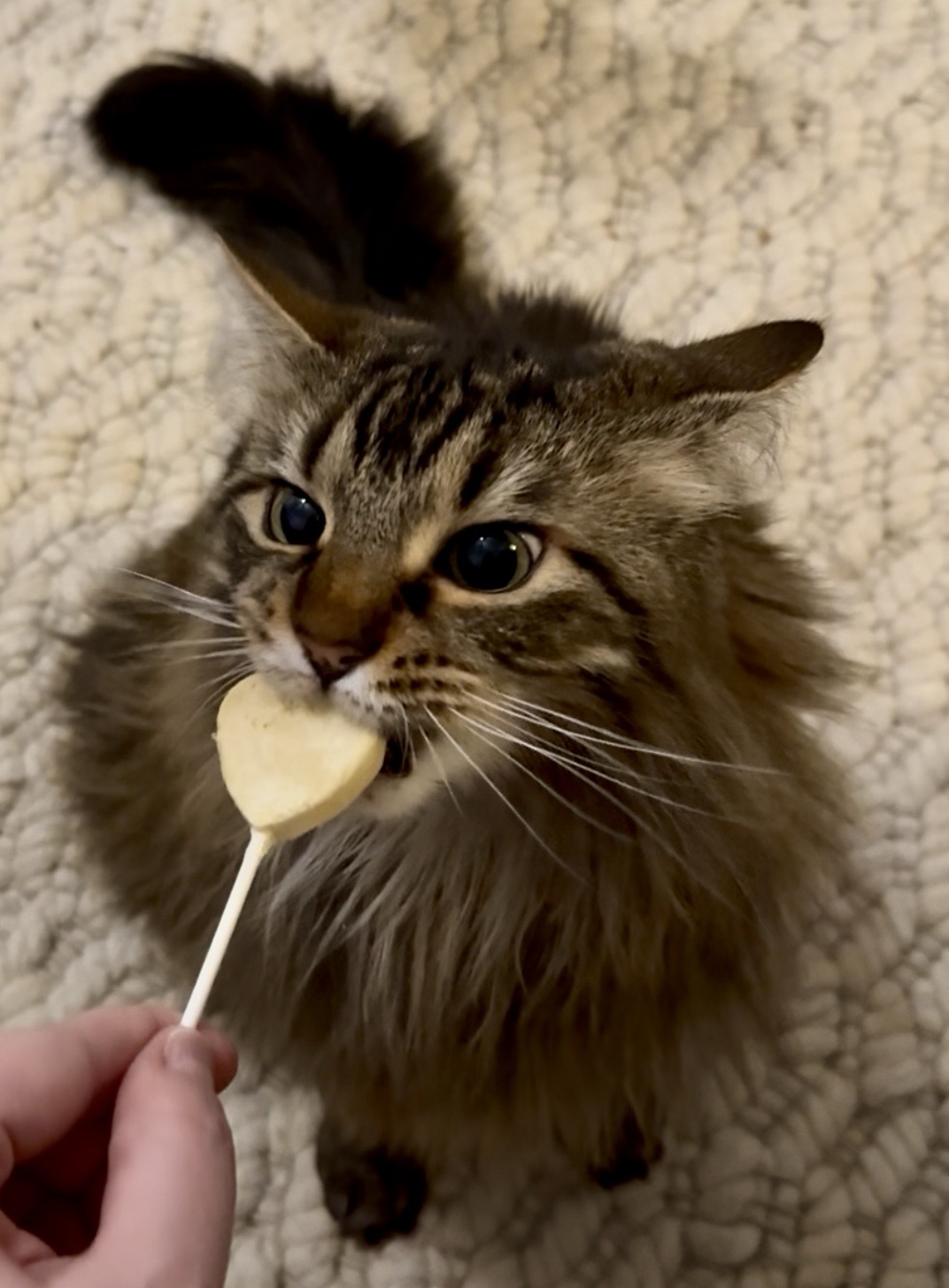 Purr Pop – Daily Feline Wisdom