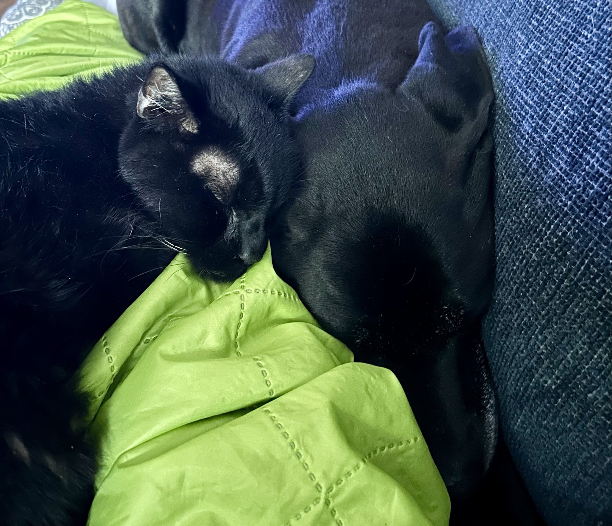 Mind Meld – Daily Feline and Canine Wisdom