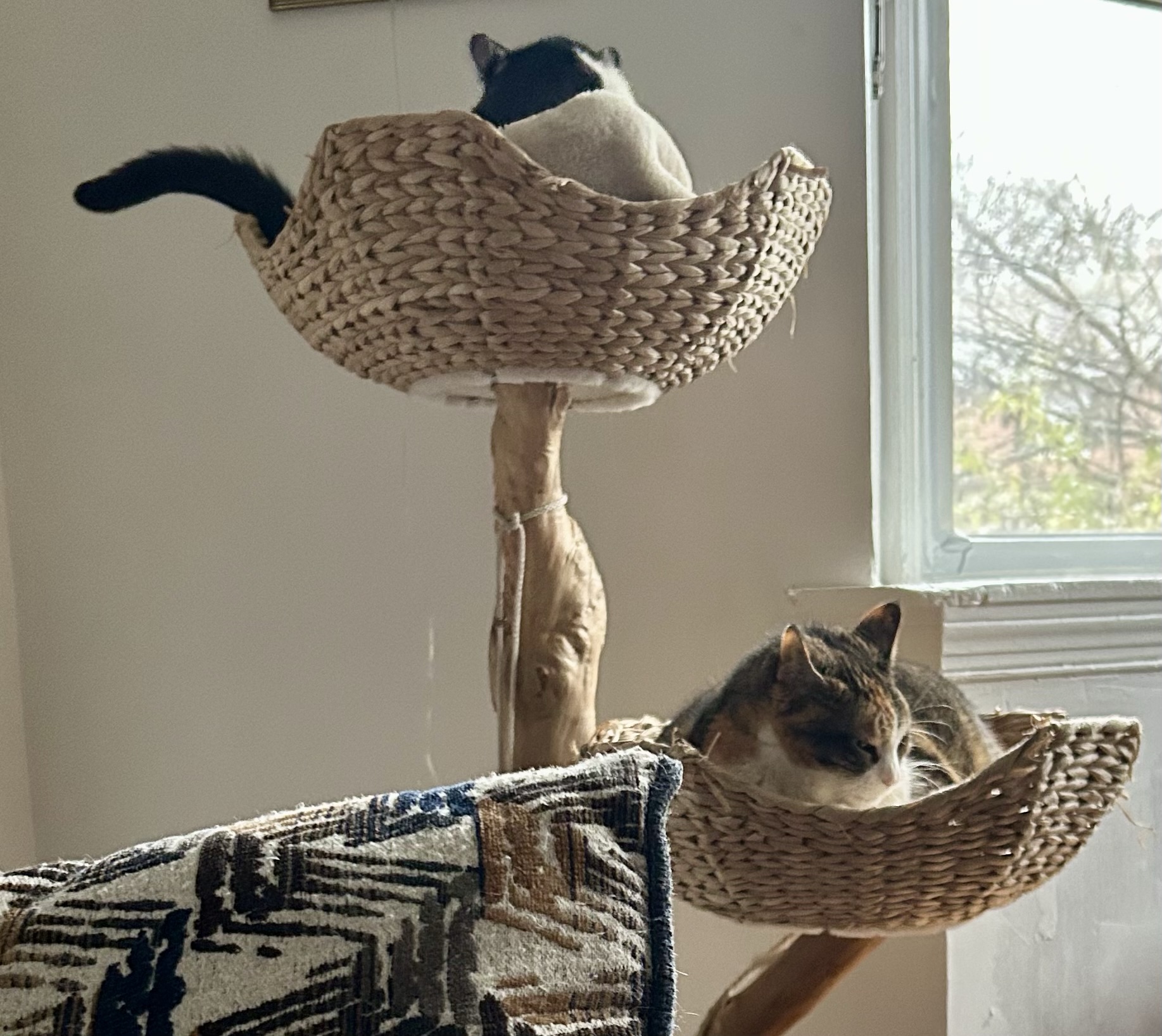 Settle Down – Daily Feline and Canine Wisdom