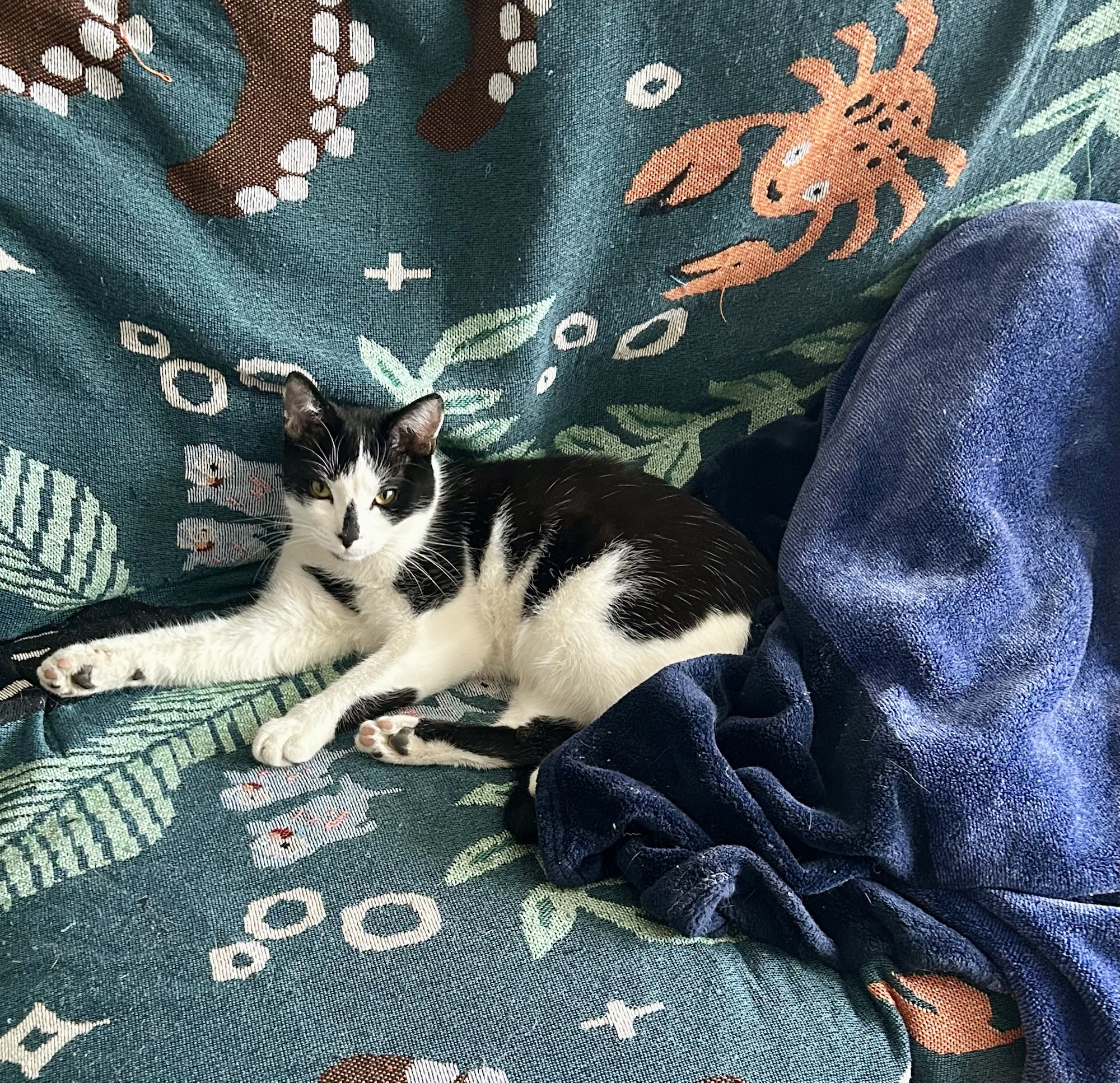 Napping Spot – Daily Feline and Canine Wisdom