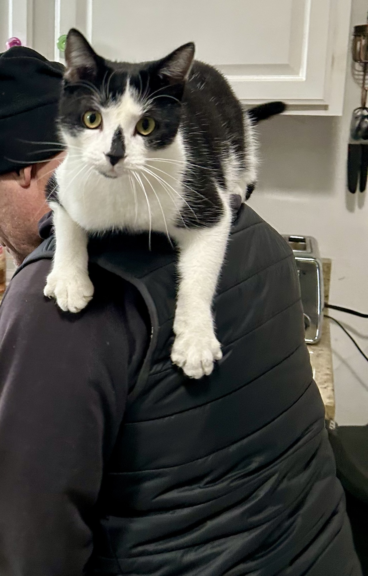 Shoulder Cat – Daily Feline and Canine Wisdom