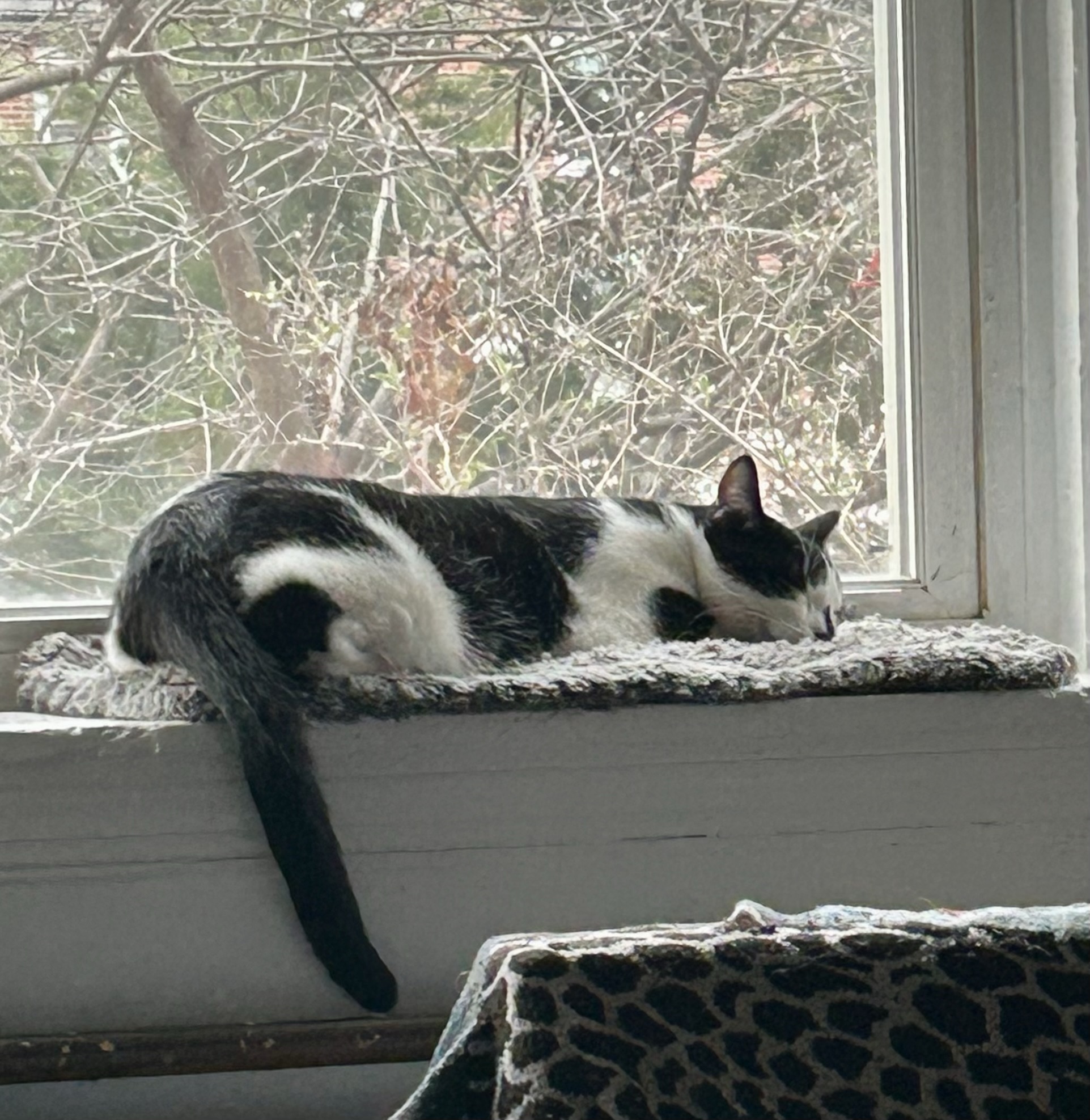 Productive – Daily Feline and Canine Wisdom